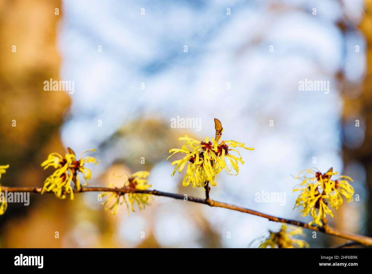 Yellow witch hazel Hamamelis mollis 'Wisley Supreme' flowering in RHS ...