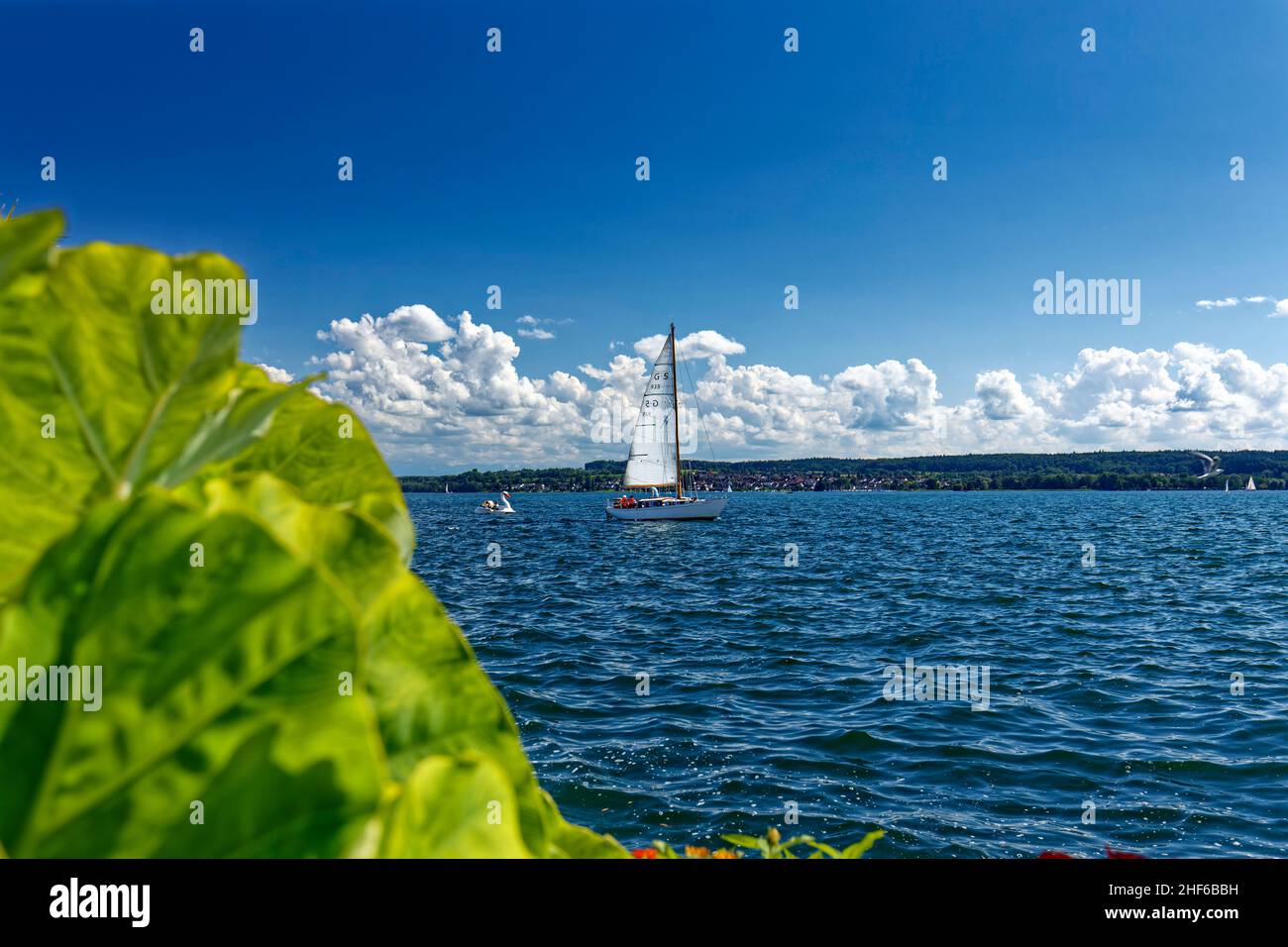 A sailing boat on Lake Constance Stock Photo - Alamy
