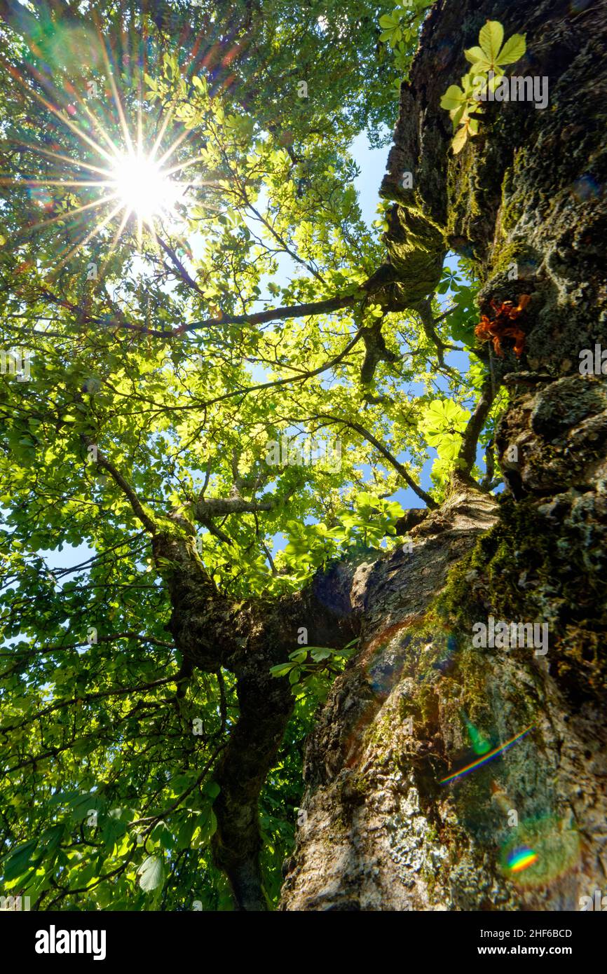 Sunshine through a tree hi-res stock photography and images - Alamy