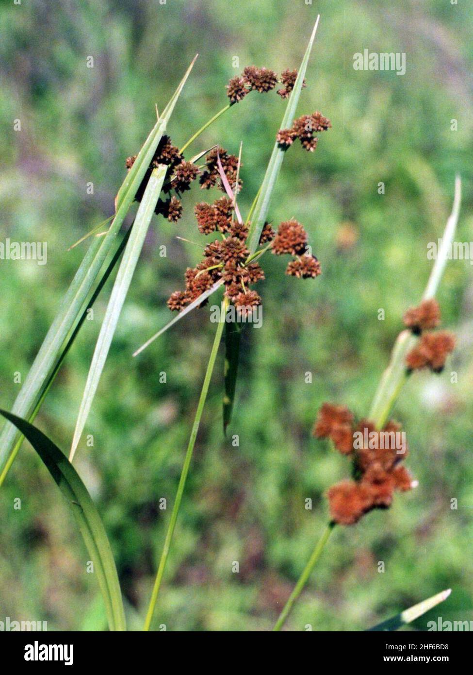 Atrovirens hi-res stock photography and images - Alamy