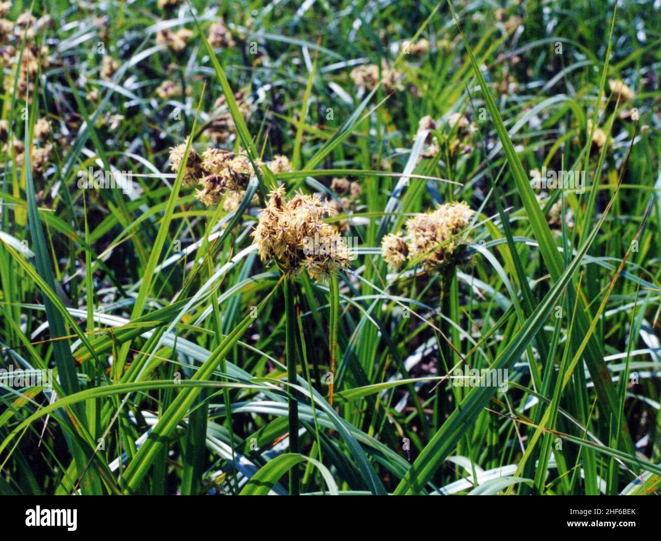 Atrovirens hi-res stock photography and images - Alamy