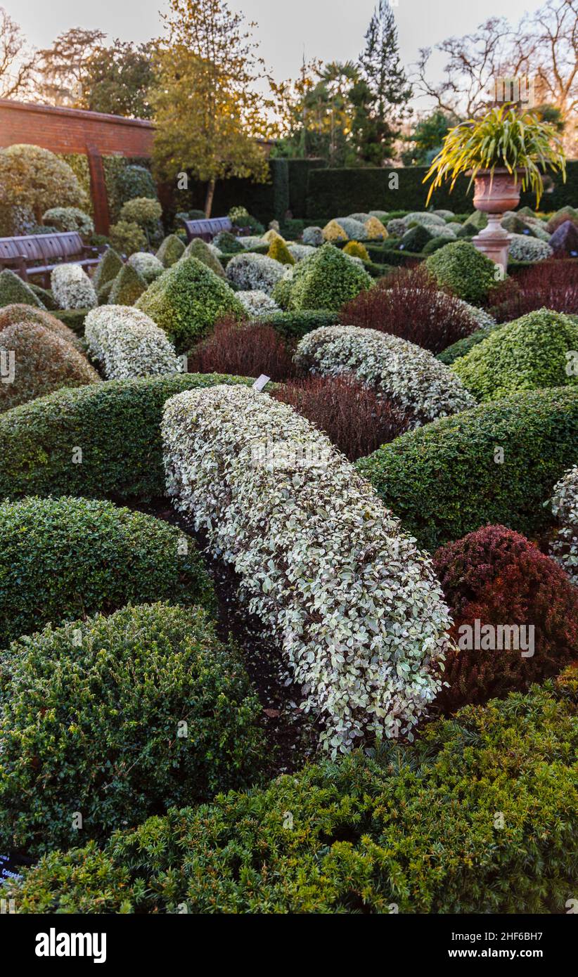 Clipped and sculpted hedges and shrubs in the Walled Gardens, RHS ...
