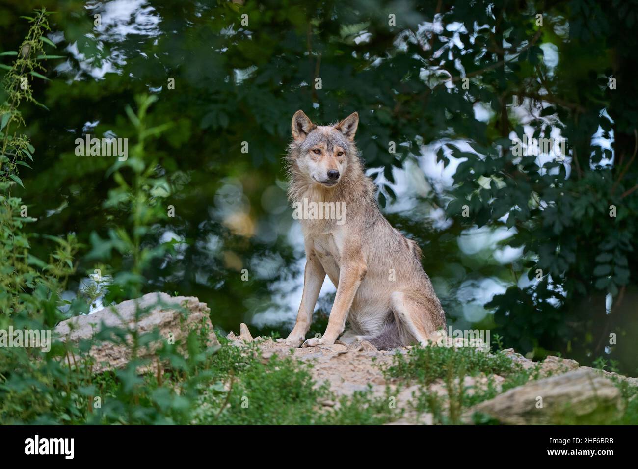Wolf, Canis lupus Stock Photo - Alamy