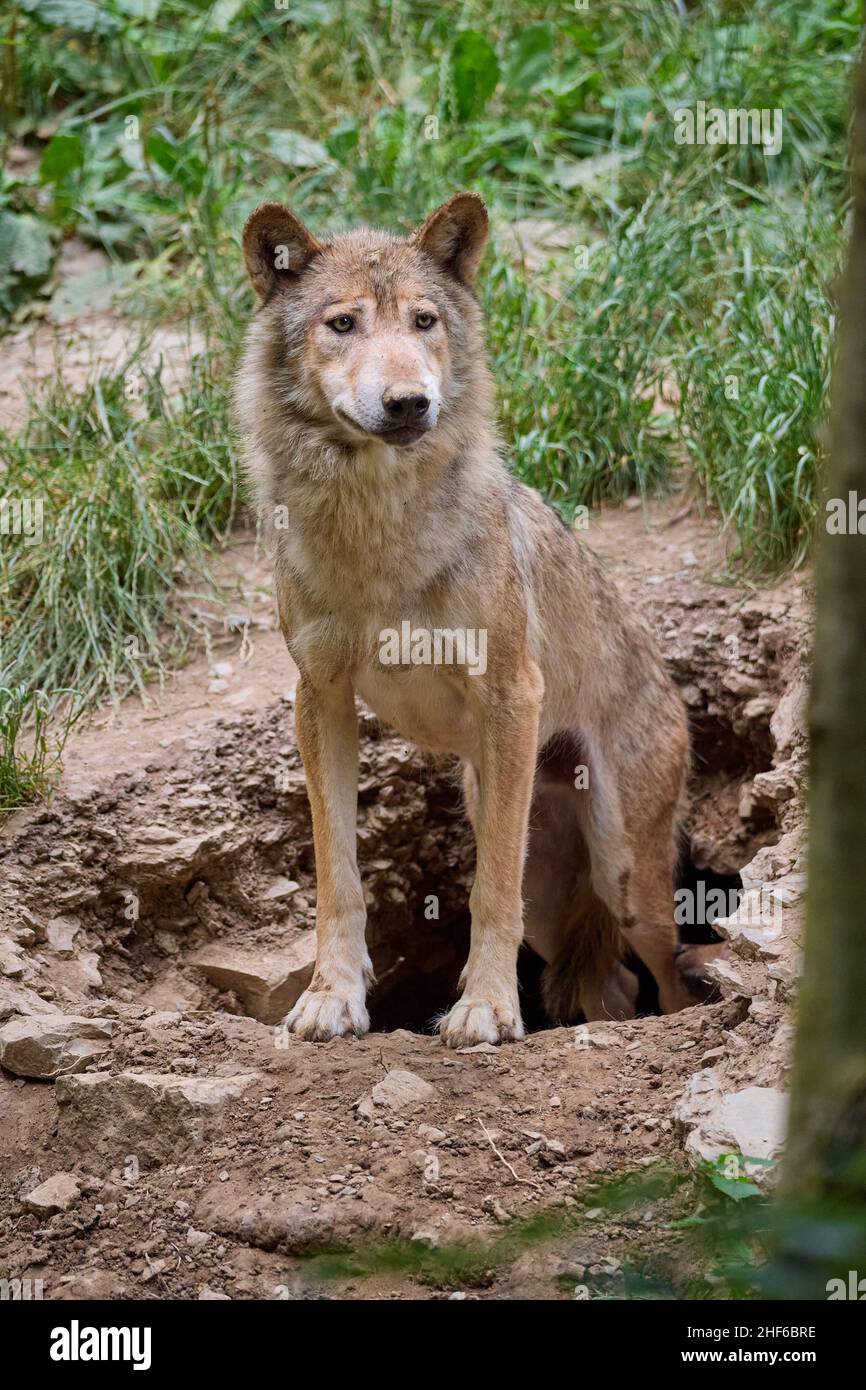 Wolf, Canis lupus Stock Photo - Alamy