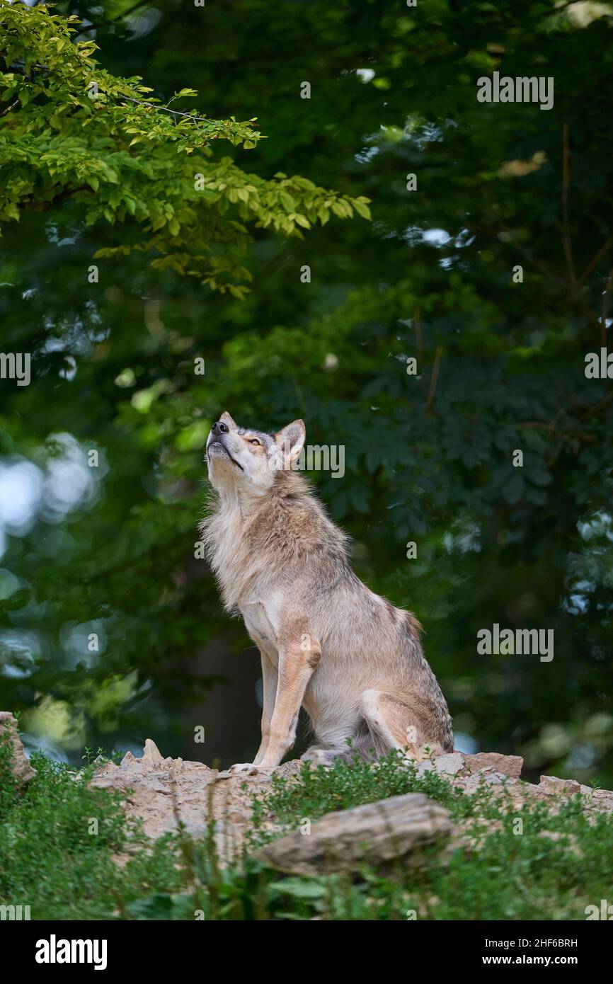 Wolf sniffing hi-res stock photography and images - Alamy