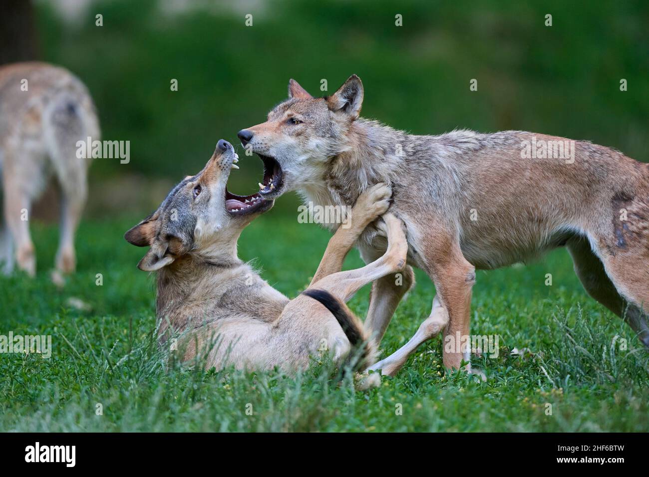 Two fighting wolves hi-res stock photography and images - Alamy