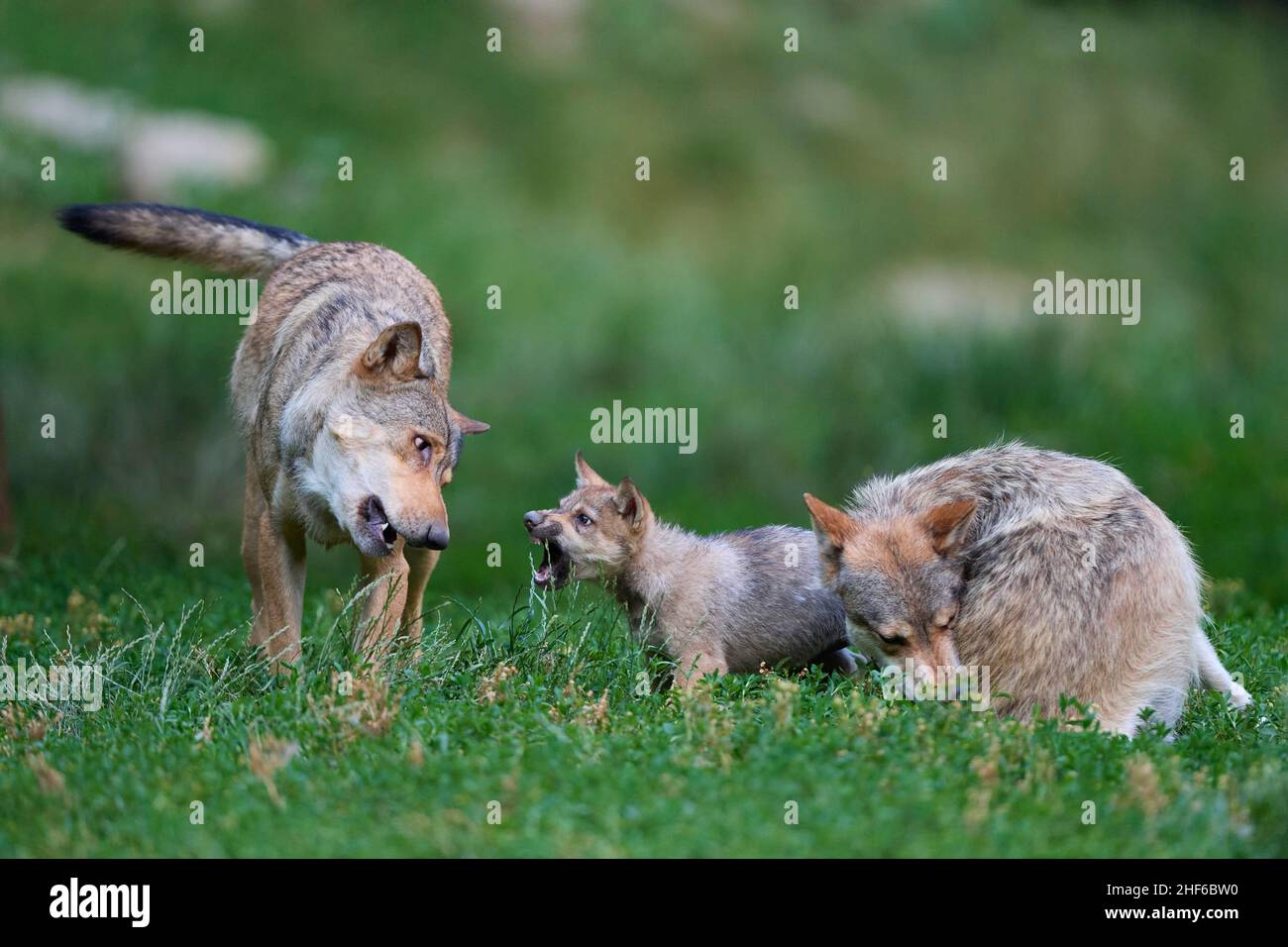 Wolf, Canis lupus, with cub Stock Photo - Alamy