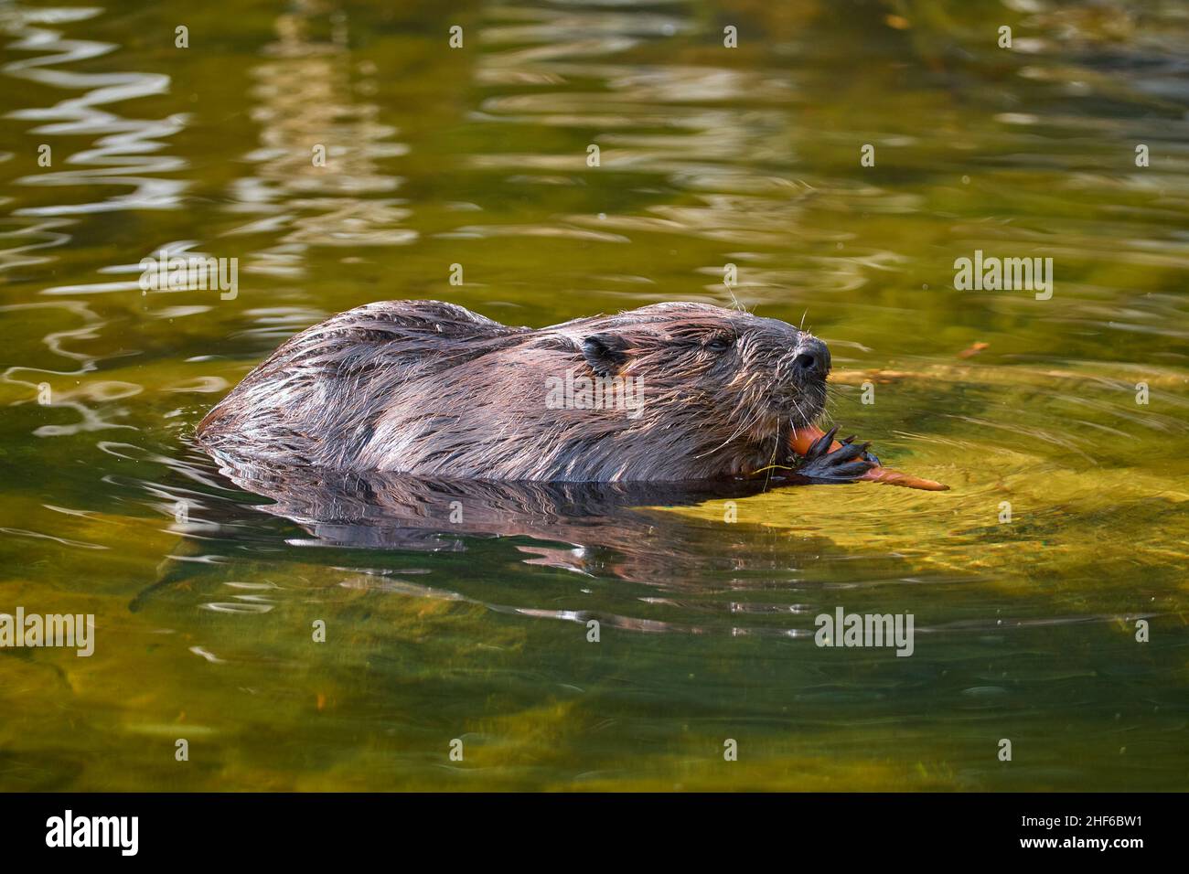 Beaver, European beaver, Castor fiber Stock Photo - Alamy