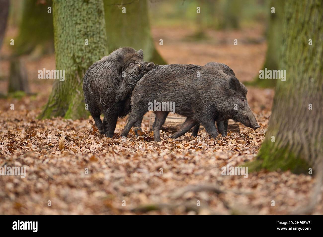Wild boar, Sus scrofa when mating Stock Photo - Alamy