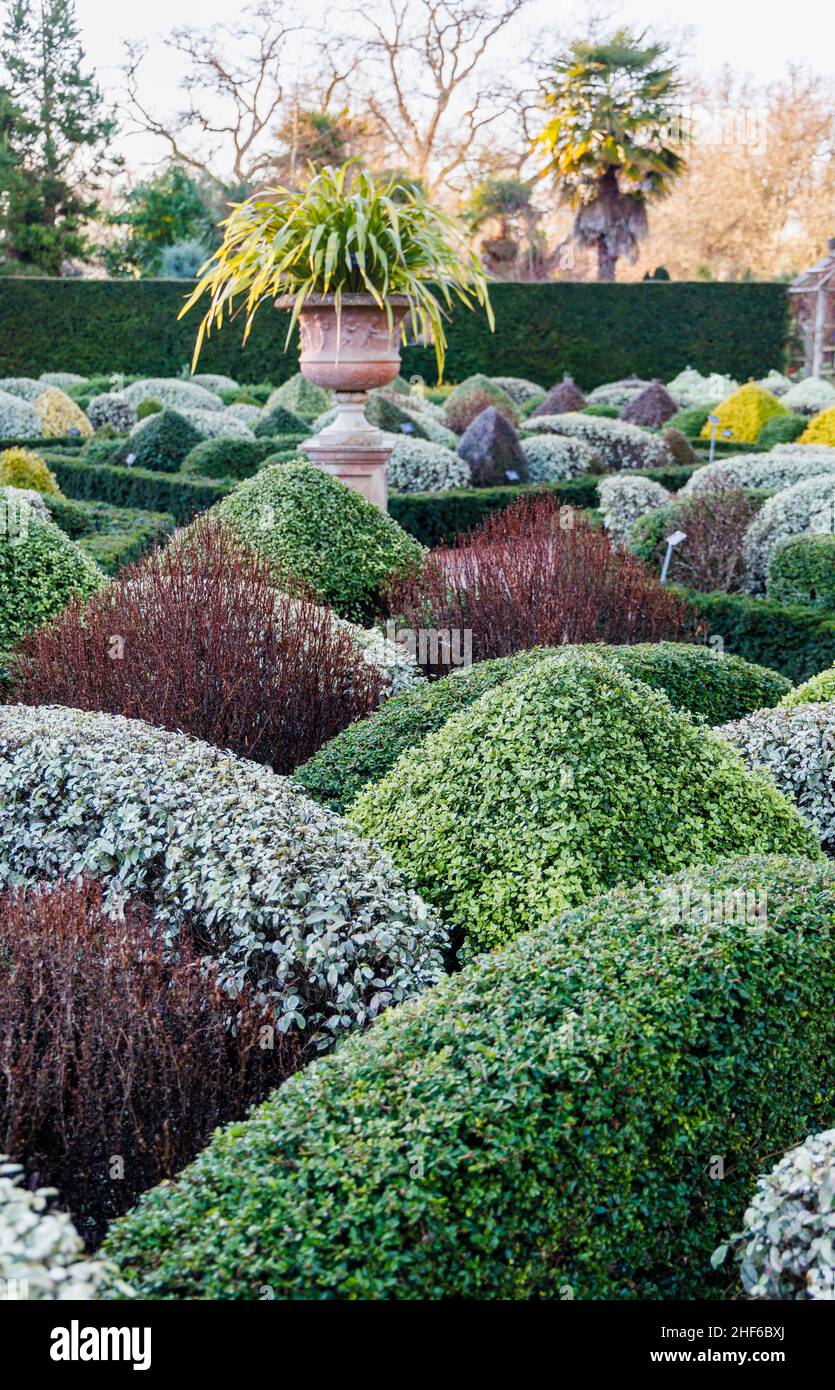 Clipped and sculpted hedges and shrubs in the Walled Gardens, RHS ...