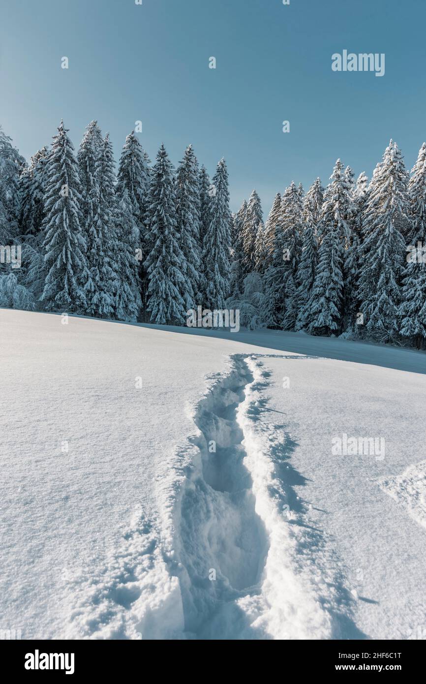 Snow-covered footpath to snow-covered pine trees Stock Photo - Alamy