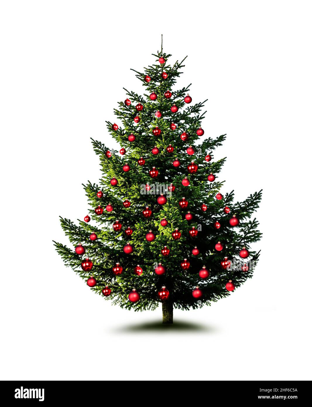 Beautiful fir tree with red balls isolated on a white background Stock ...