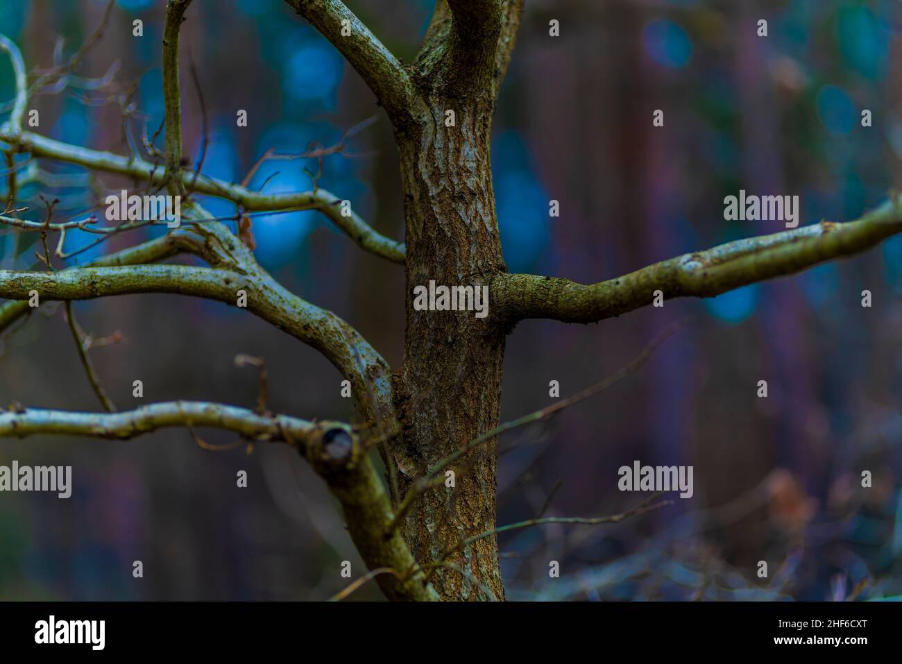 Young oak tree in winter without leaves hi-res stock photography and ...