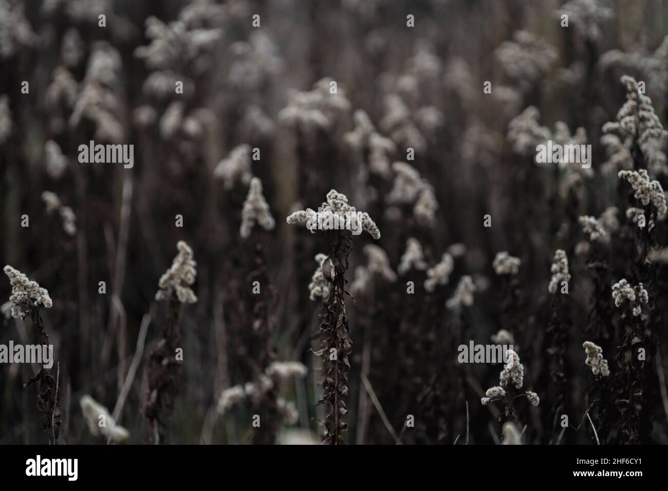 Meadow grasses background hi-res stock photography and images - Alamy