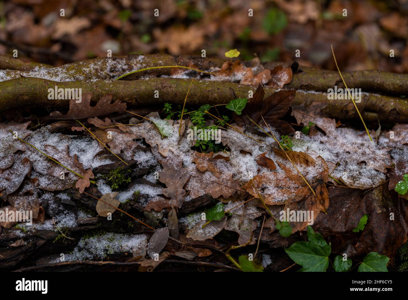 A little snow and foliage on a dead fallen tree in the forest Stock ...