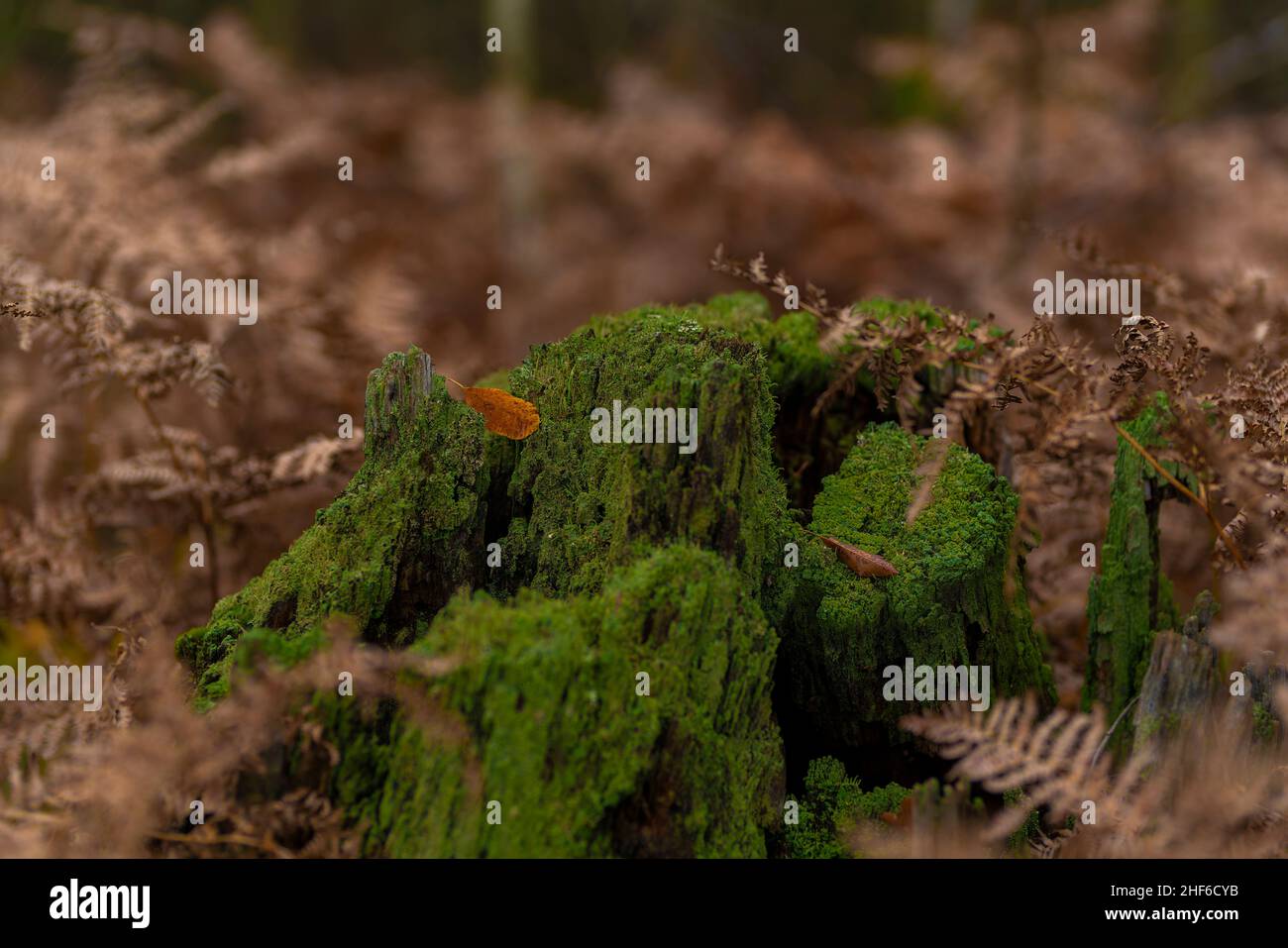 Dead discolored fern hi-res stock photography and images - Alamy