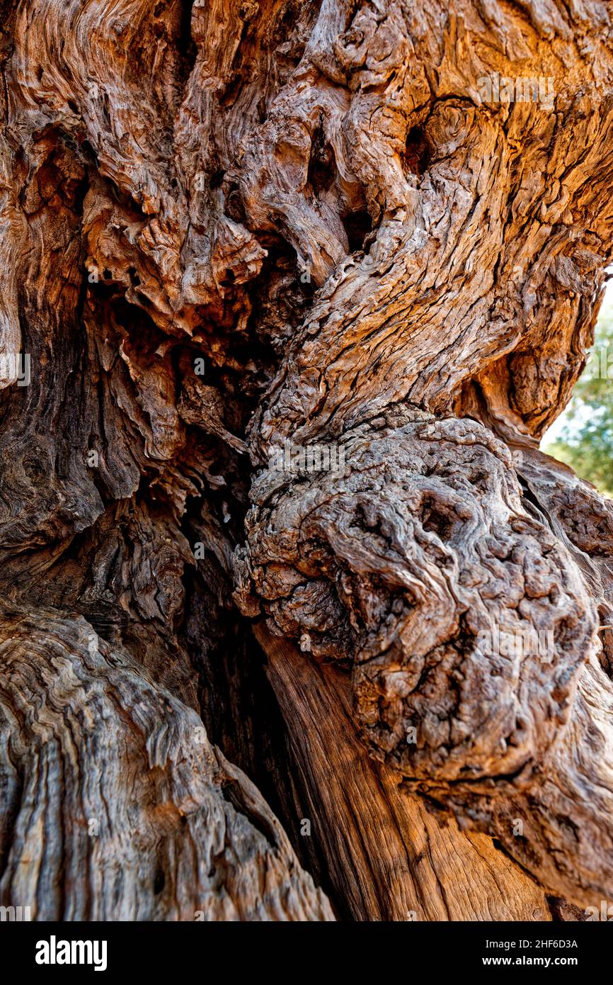 Gnarled olive tree hi-res stock photography and images - Alamy