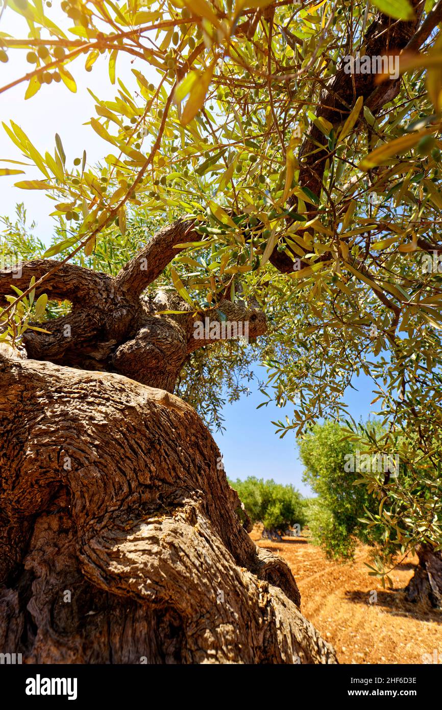 The sun shines through the leaves of an olive tree Stock Photo - Alamy