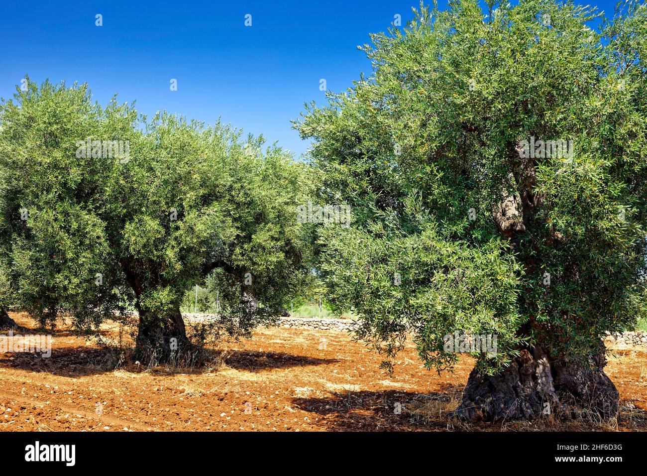 Two olive trees on red earth Stock Photo - Alamy
