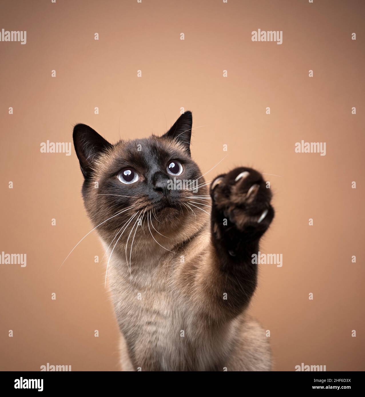curious seal point siamese cat raising paw showing claws on brown ...