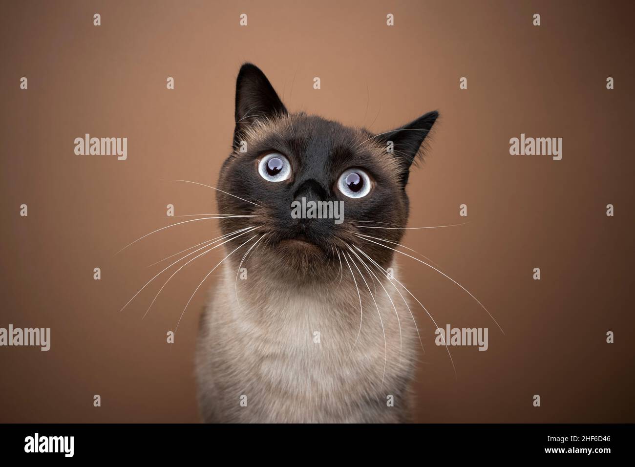 Brown Point Siamese Cat