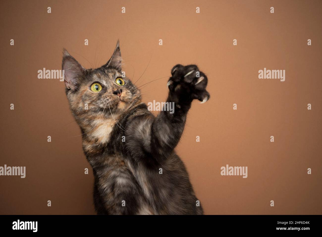 calico cat playing raising paw with extended claws on brown background ...