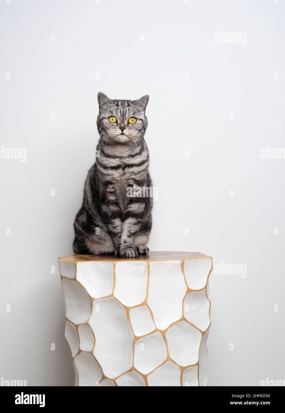 Cat on stool hi-res stock photography and images - Alamy