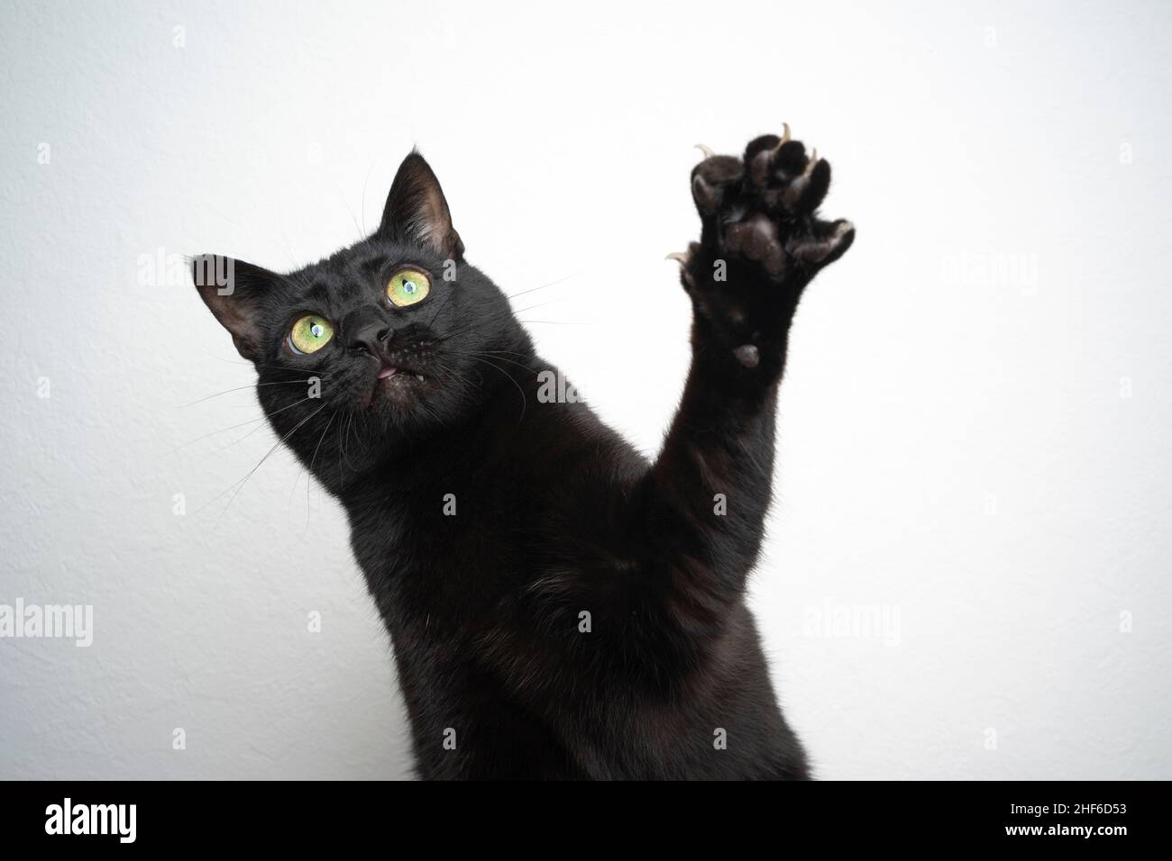 black cat playing raising paw looking up on white background Stock ...