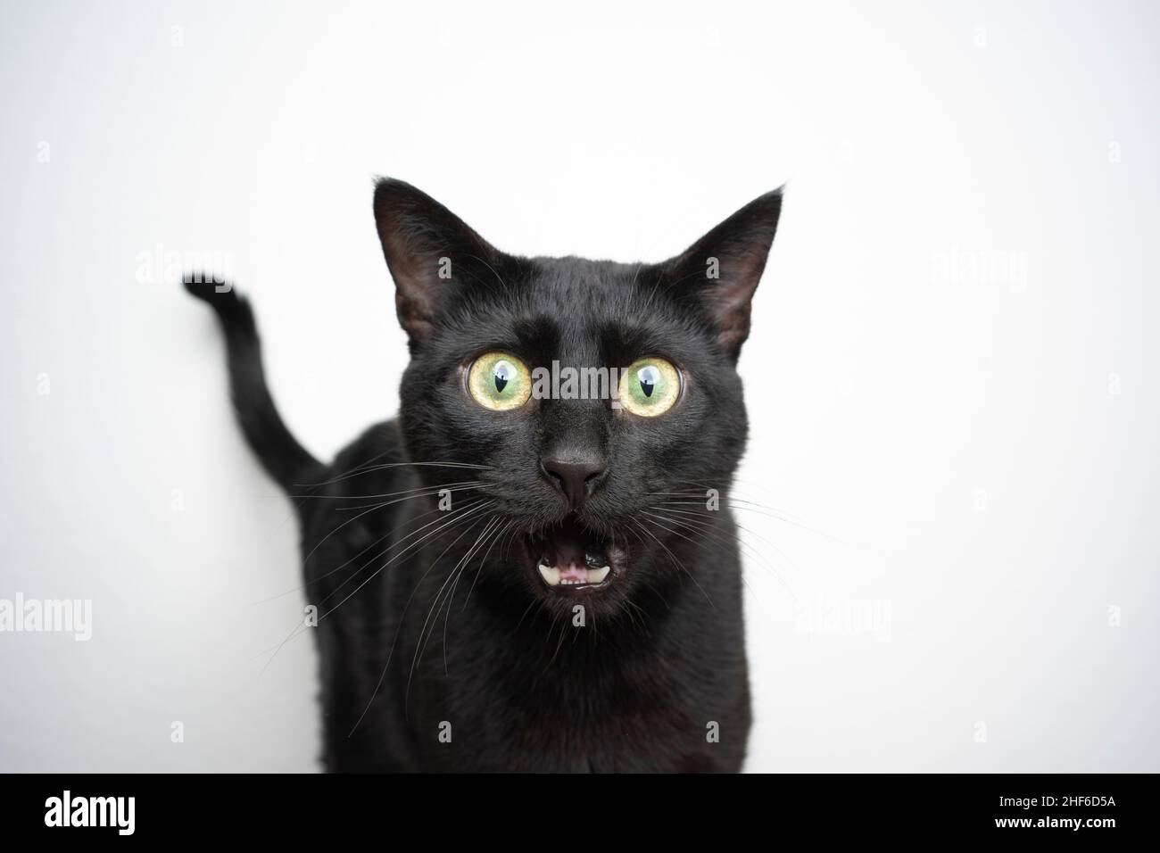 Shocked expression and cat hi-res stock photography and images - Alamy