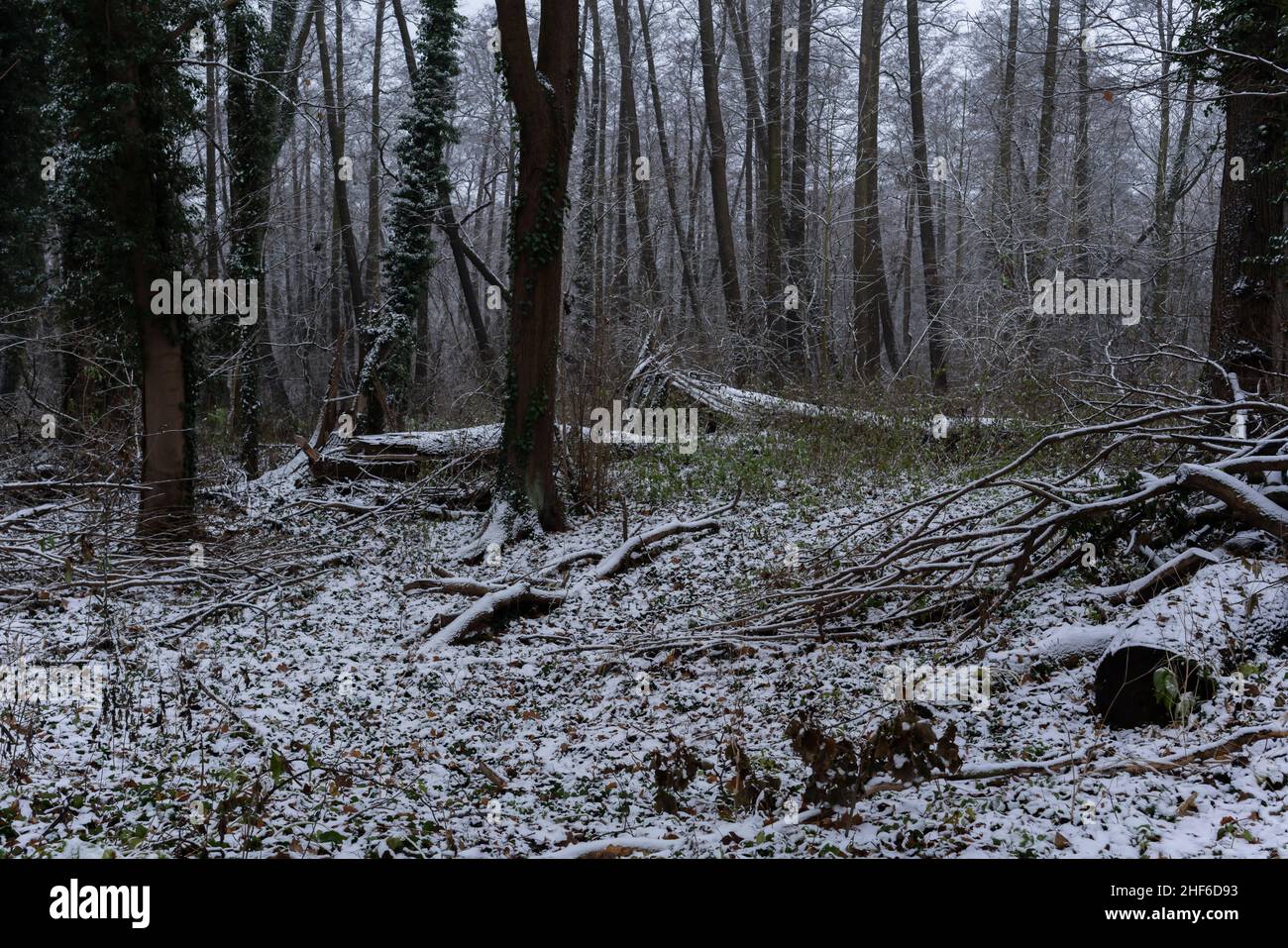 Slightly snowy deciduous forest in winter in Germany Stock Photo - Alamy
