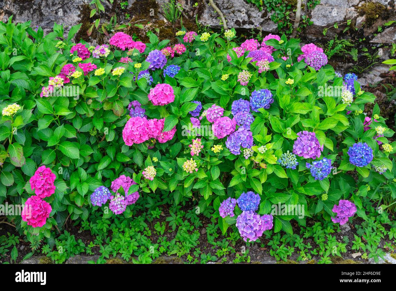 Black forest flowers hi-res stock photography and images - Alamy