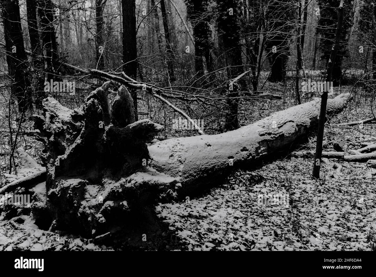 Dead overturned large oak tree in winter in the forest hi-res stock ...