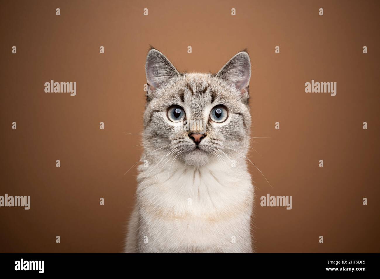 beautiful cream beige tabby cat portrait looking at camera on brown ...