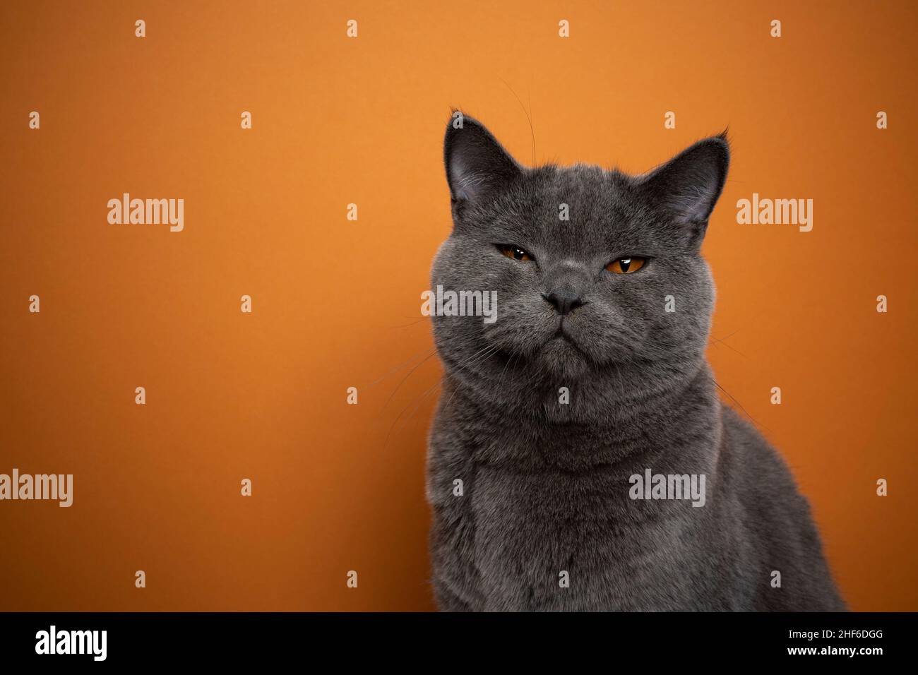 british shorthair blue cat making funny face looking angry or ...