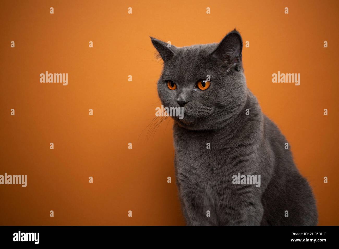 british shorthair blue cat with orange eyes on orange background with ...
