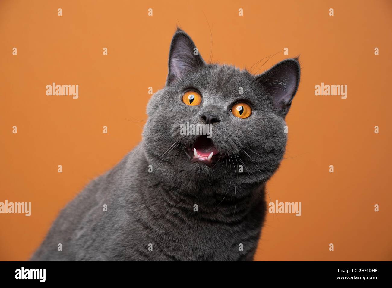 Shocked orange cat hi-res stock photography and images - Alamy
