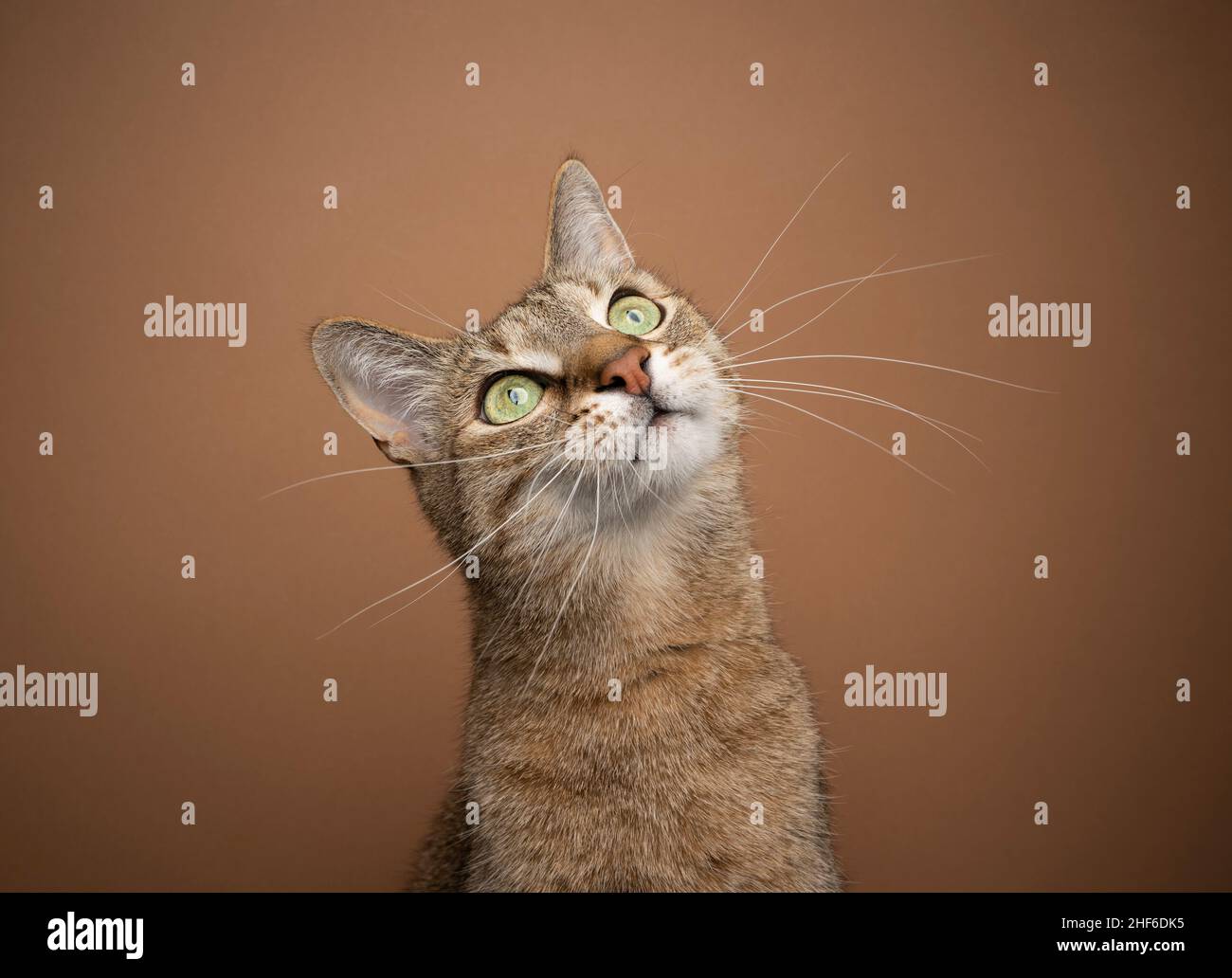 curious light brown tabby cat with long white whiskers and green eyes ...