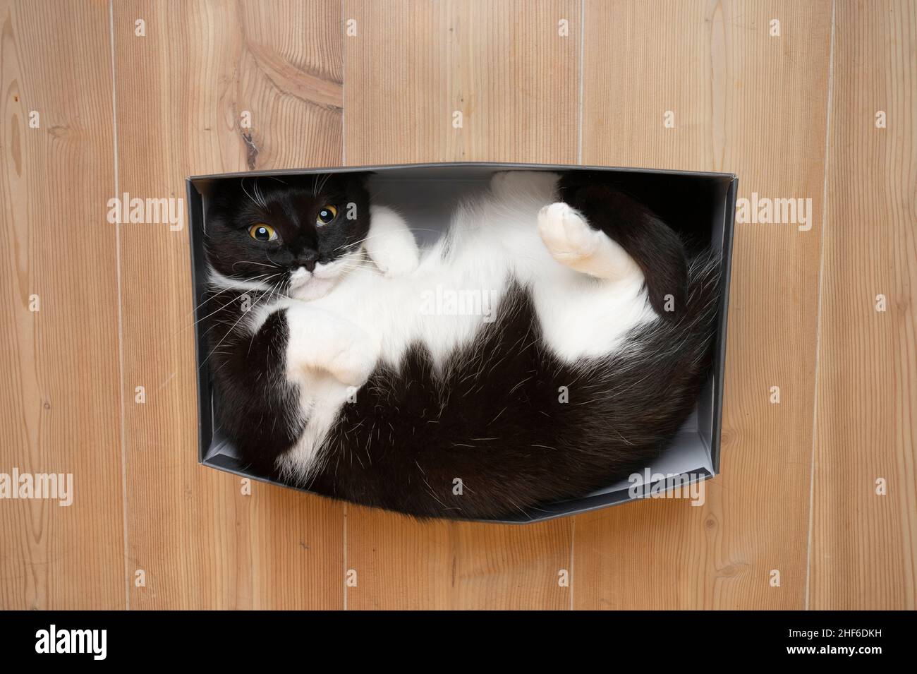 top view of cute black and white cat resting in small shoe cardboard ...