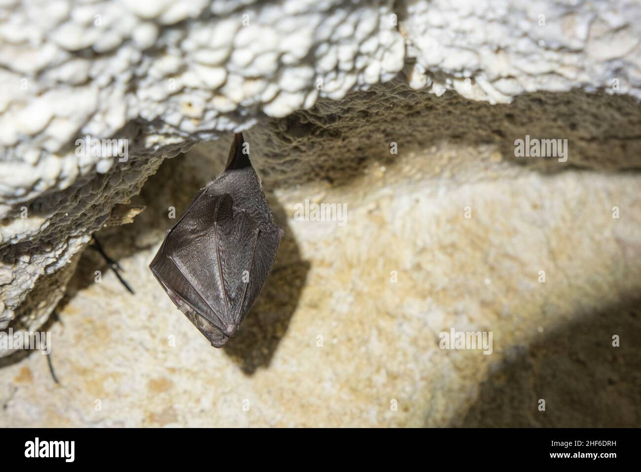 Bat area hi-res stock photography and images - Alamy
