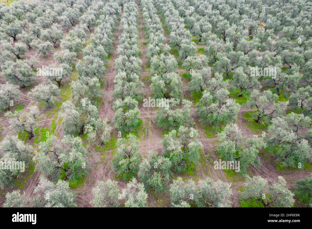Aerial view of olive grove in apulia, southern italy Stock Photo - Alamy