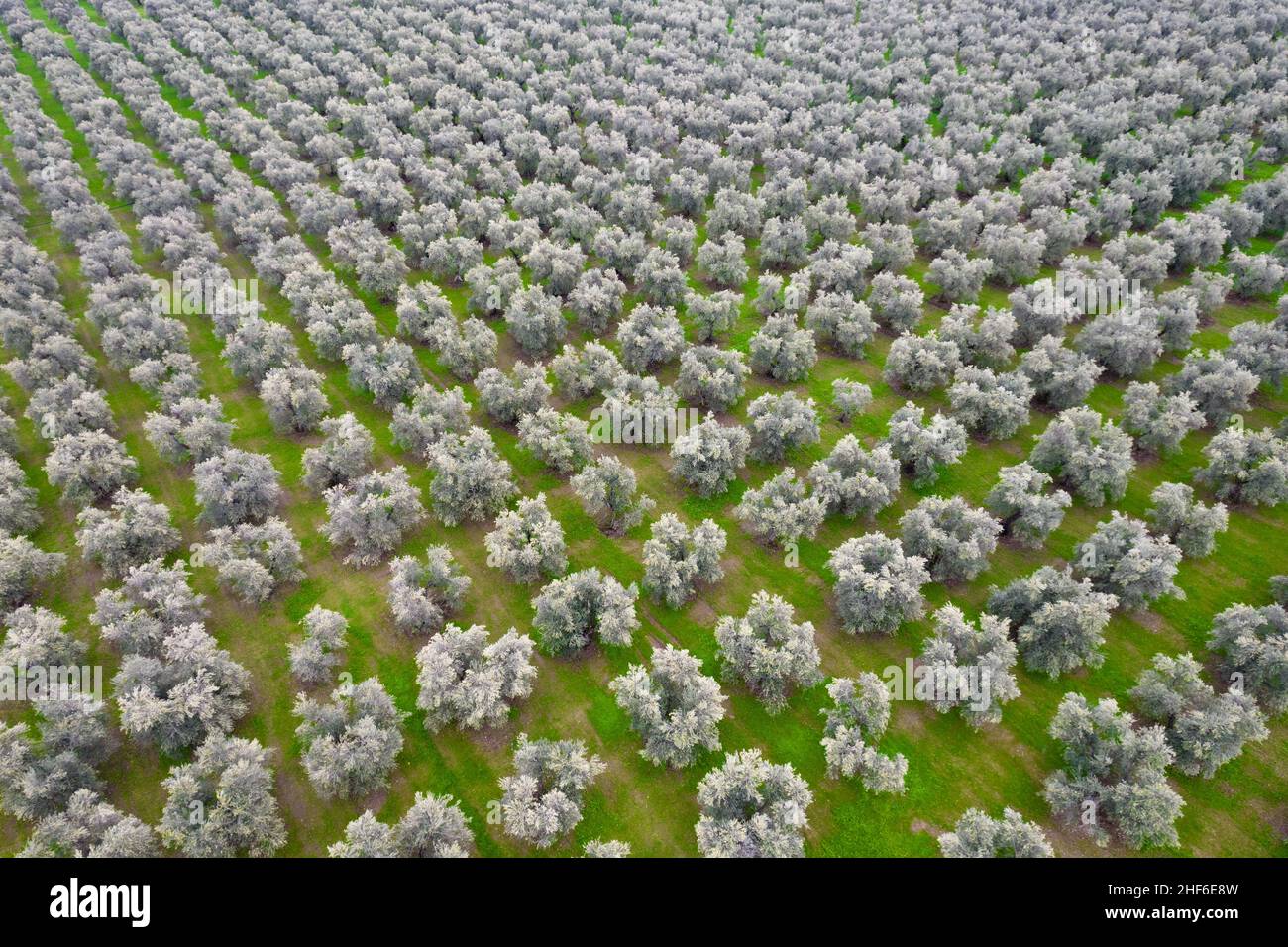Aerial view of olive grove in apulia, southern italy Stock Photo - Alamy