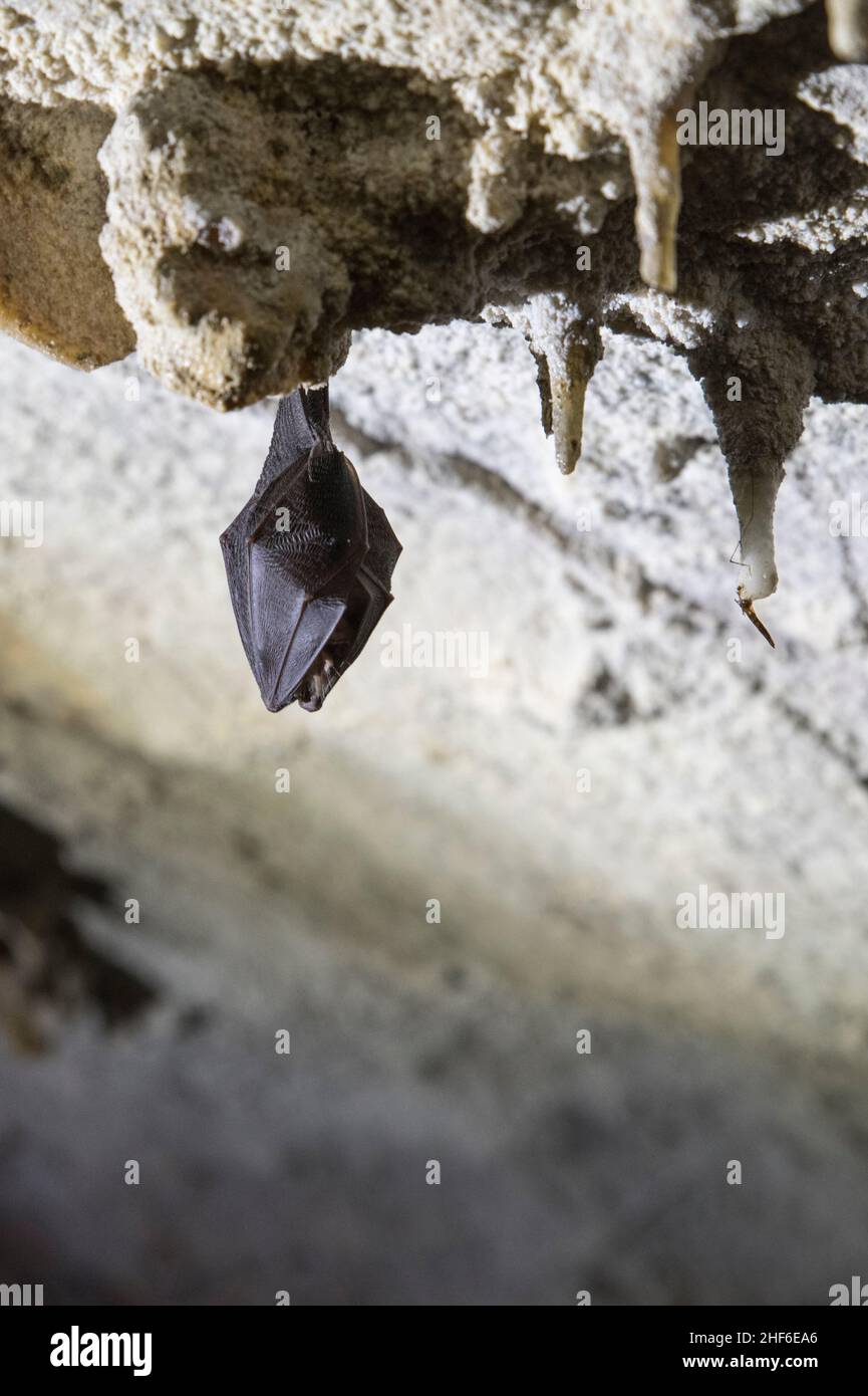 Bat area hi-res stock photography and images - Alamy