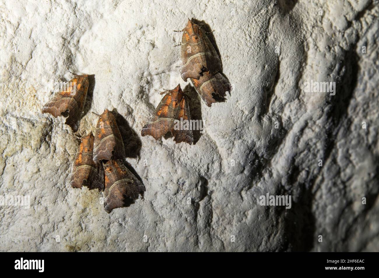 Moth in a cave, France Stock Photo - Alamy