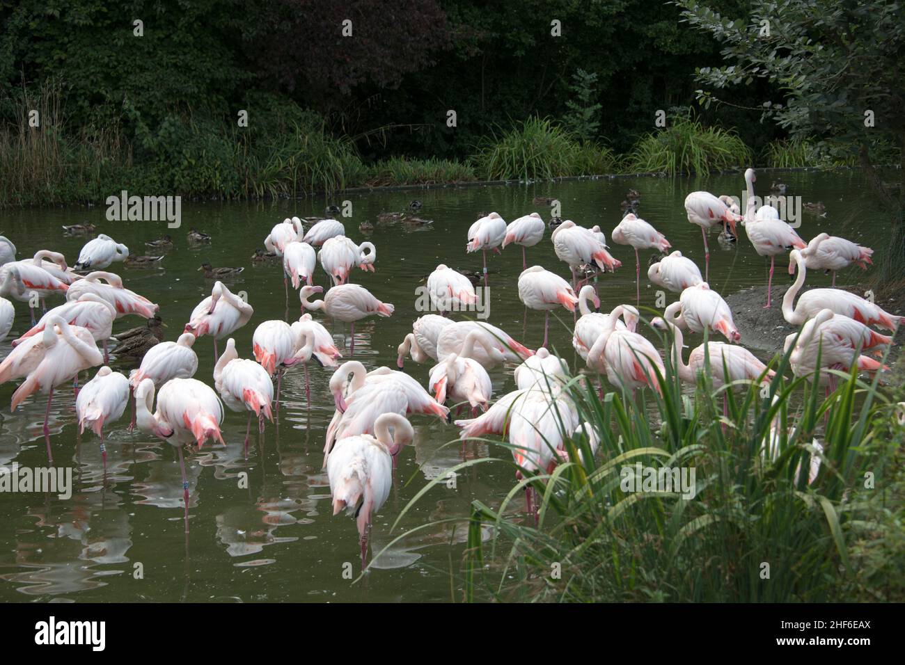 Dählhölzli Zoo, Bern, Switzerland Stock Photo - Alamy