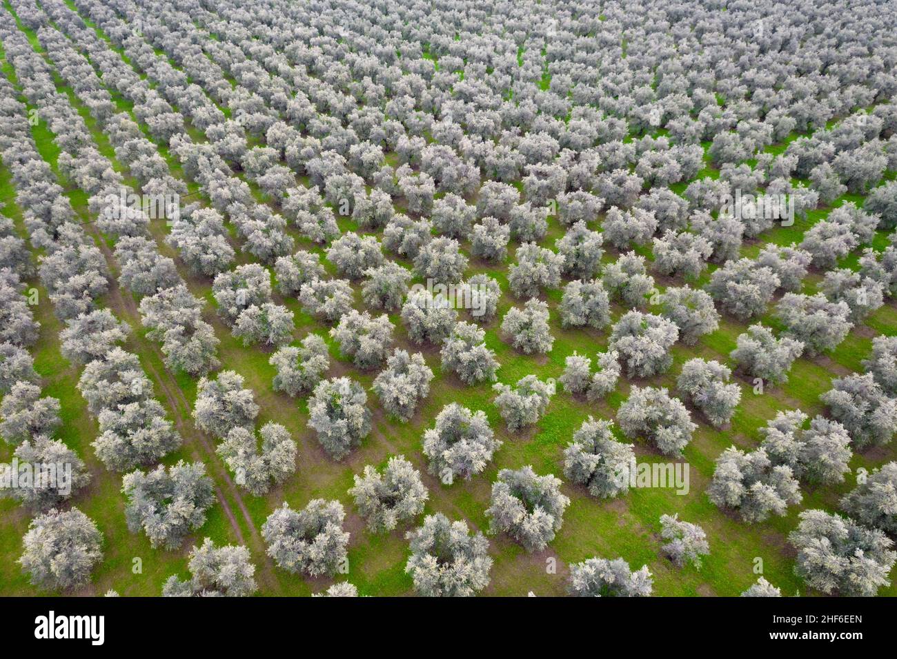 Aerial view of olive grove in apulia, southern italy Stock Photo - Alamy