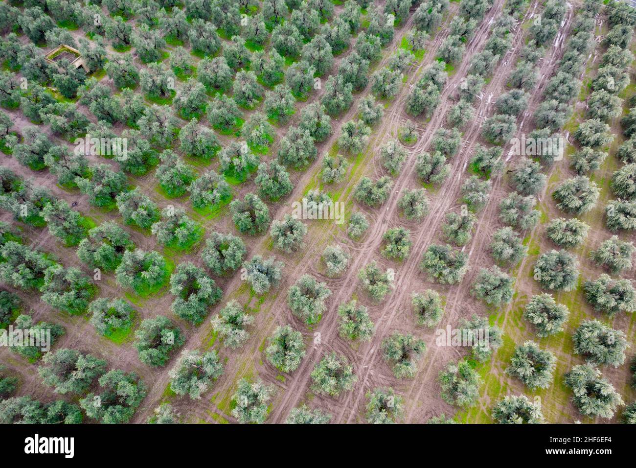 Aerial view of olive grove in apulia, southern italy Stock Photo - Alamy