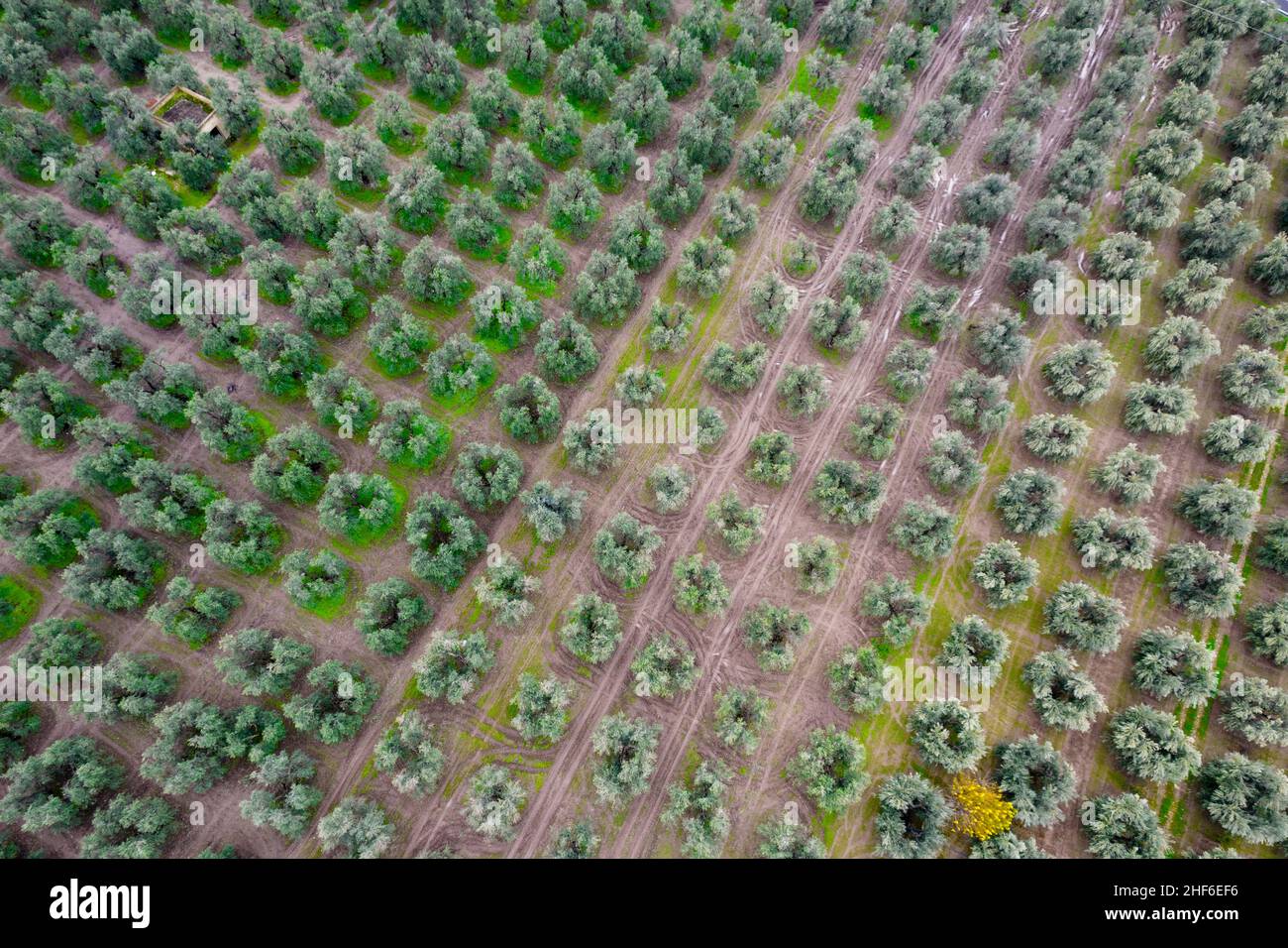 Aerial view of olive grove in apulia, southern italy Stock Photo - Alamy