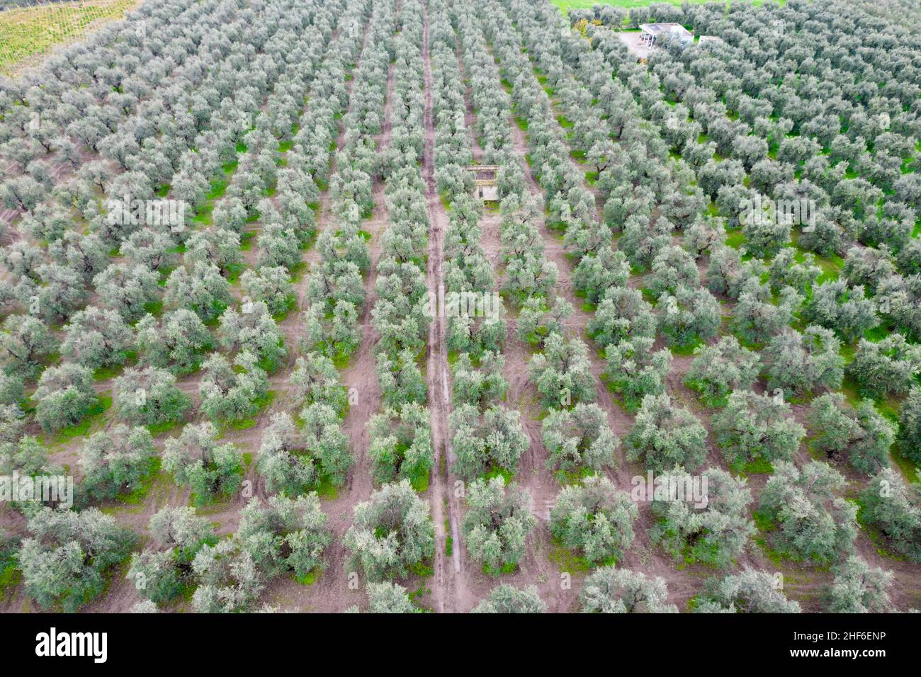 Aerial view of olive grove in apulia, southern italy Stock Photo - Alamy