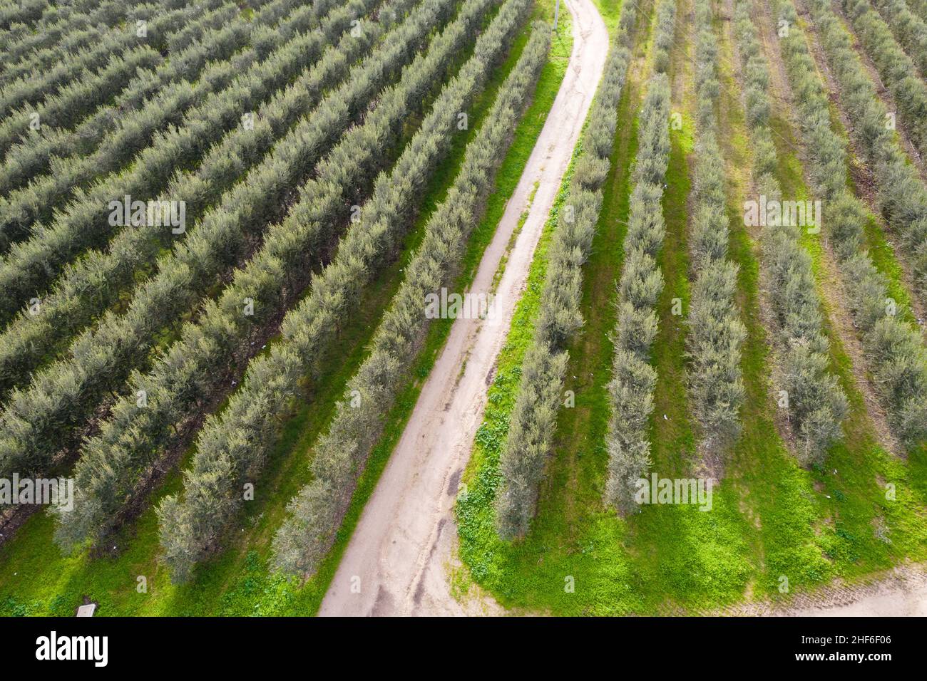 Aerial view of olive grove in apulia, southern italy Stock Photo - Alamy