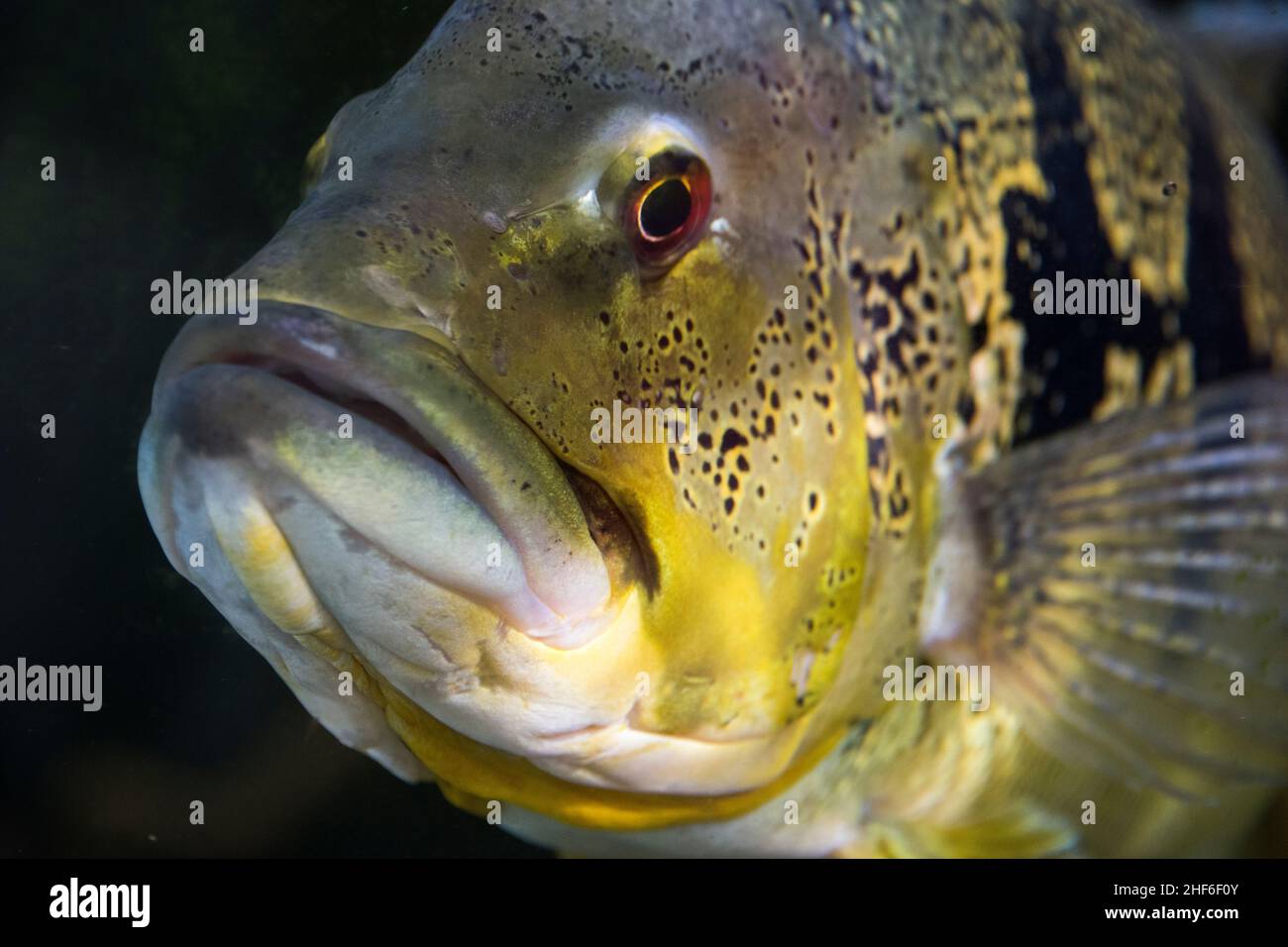 Dählhölzli Zoo, Bern, Switzerland Stock Photo - Alamy